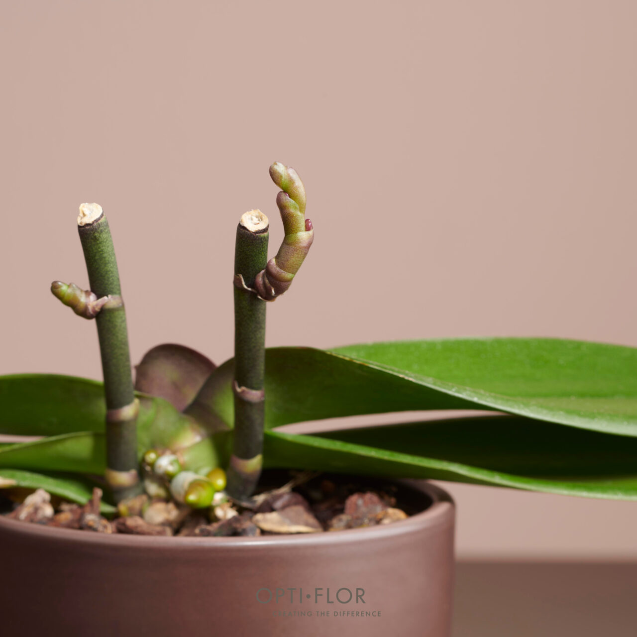 Opti-flor | Bekijk de beste tips voor de verzorging van uw orchidee