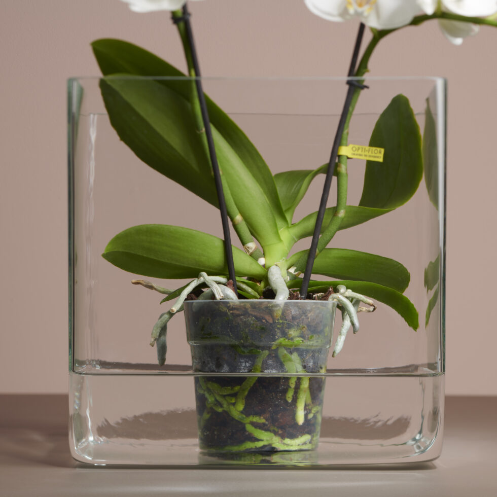 Opti-flor | Bekijk de beste tips voor de verzorging van uw orchidee