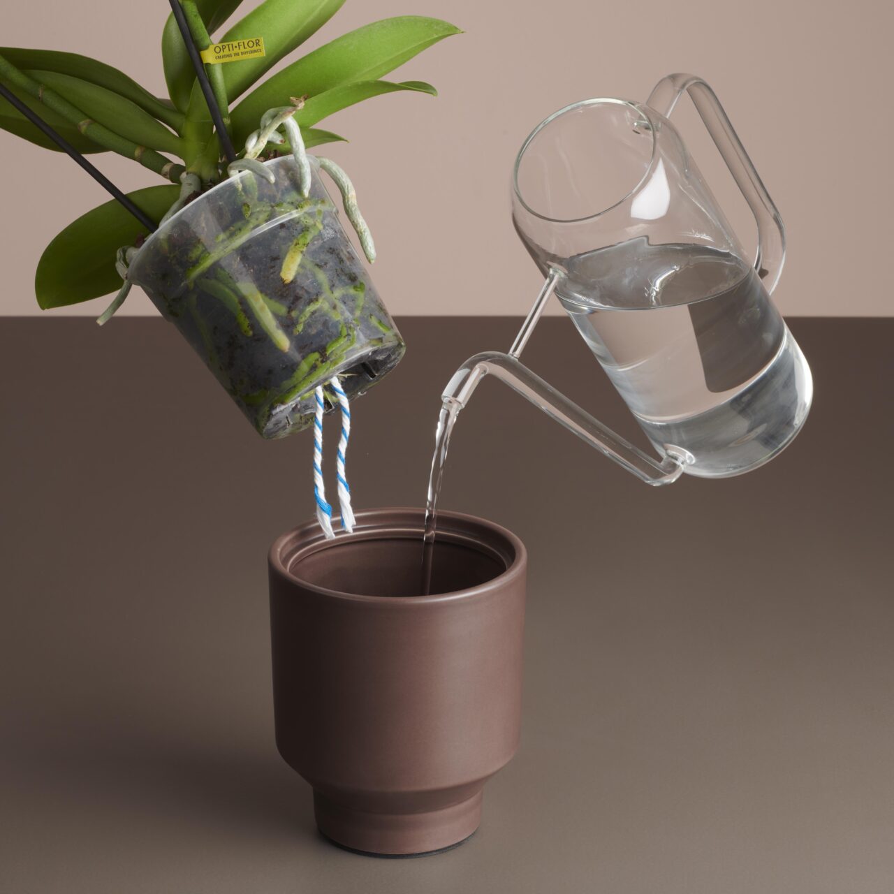 Opti-flor | Bekijk de beste tips voor de verzorging van uw orchidee