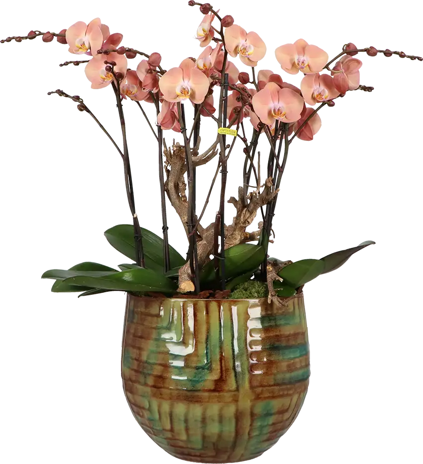 Opti-flor B2B | Ontdek het beste assortiment voor uw klanten