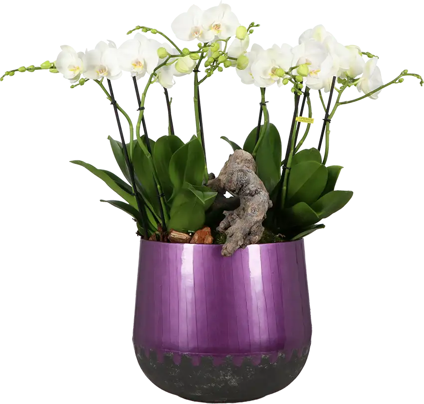 Opti-flor B2B | Ontdek het beste assortiment voor uw klanten