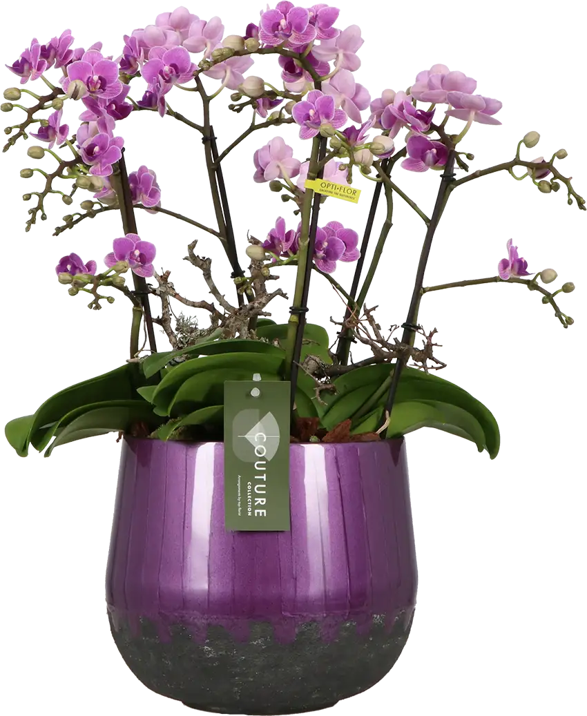 N° 16 Exclusivo Violet Queen - Opti-flor