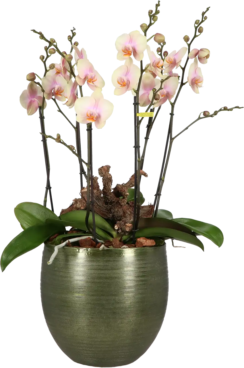 Opti-flor B2B | Ontdek het beste assortiment voor uw klanten